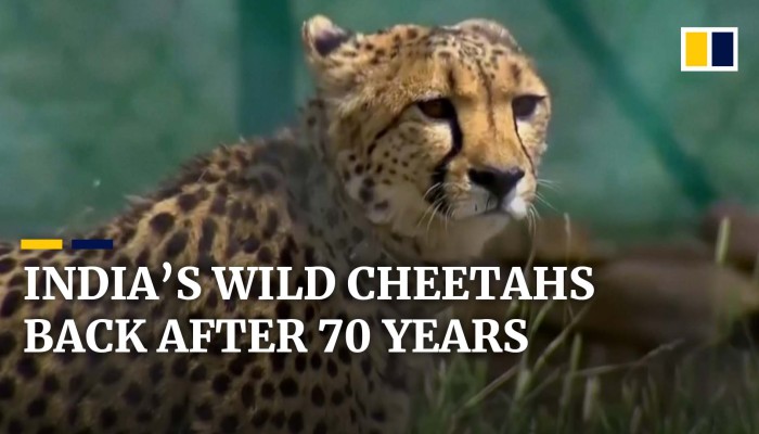 Cheetahs being reintroduced to the wild in India 70 years after going ...